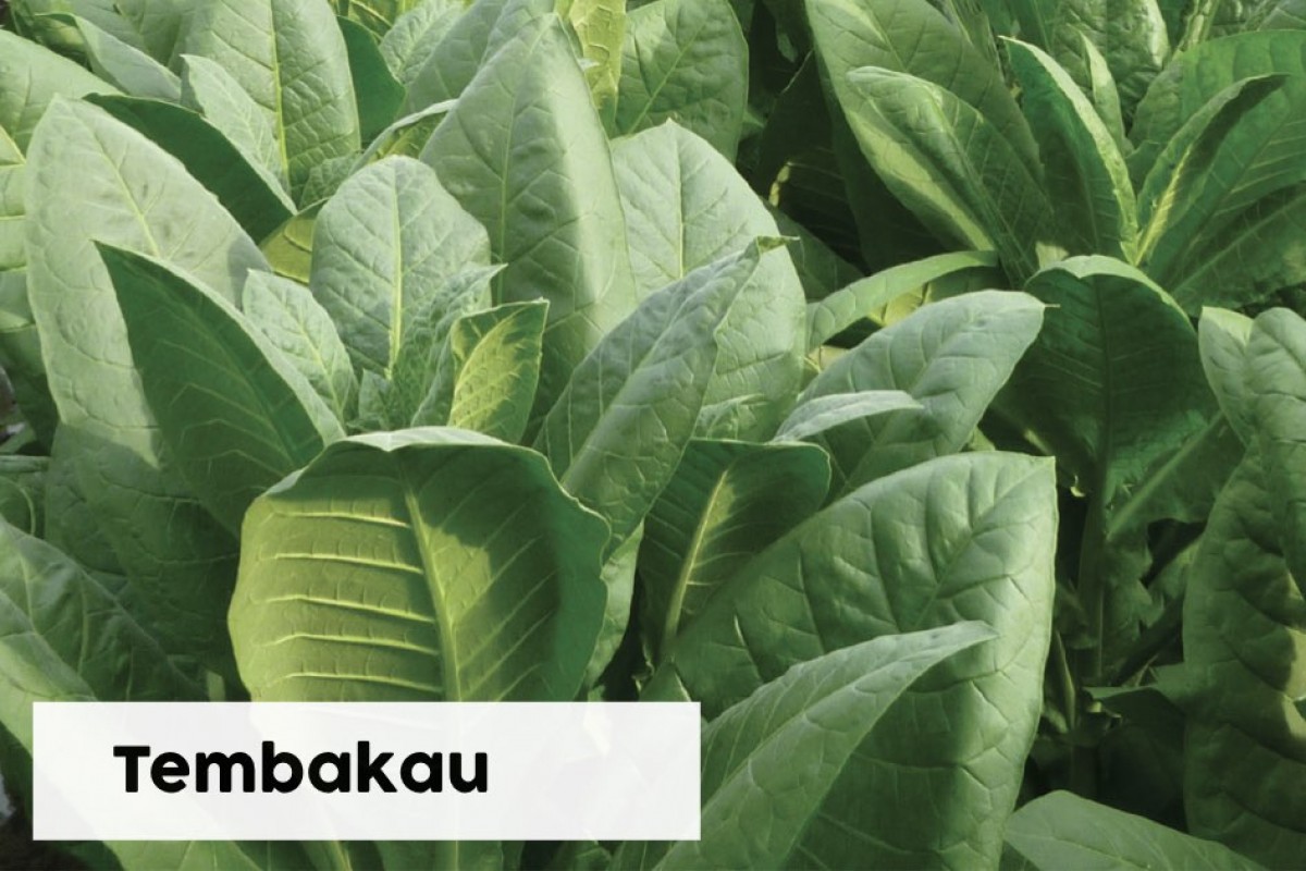 Tembakau - NPK Mutiara - Terpercaya Karena Kualitas