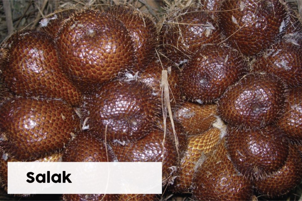 Salak - NPK Mutiara - Terpercaya Karena Kualitas