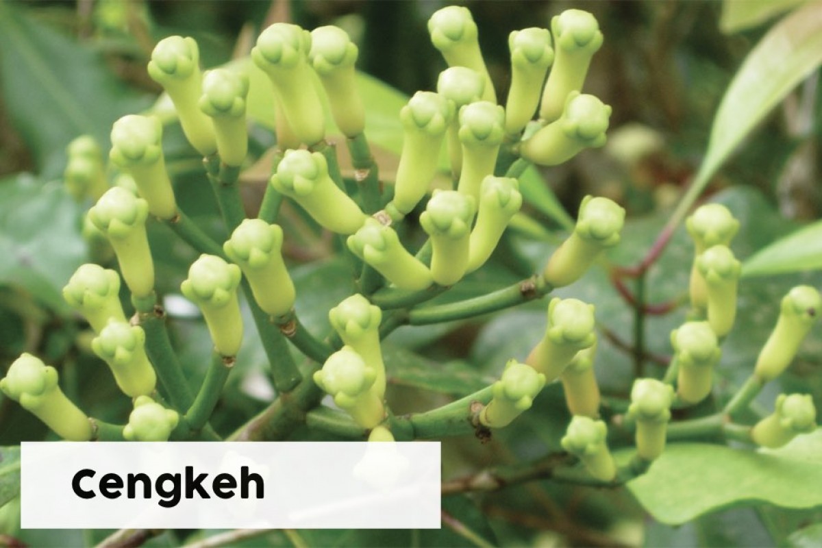 Cengkeh - NPK Mutiara - Terpercaya Karena Kualitas