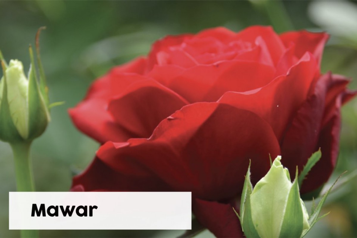 Mawar - NPK Mutiara - Terpercaya Karena Kualitas