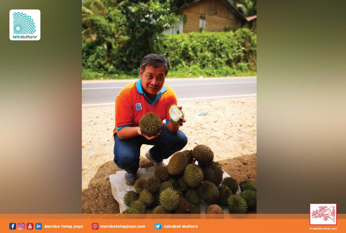 Si 'Kelawit' dari Kalimantan - NPK Mutiara - Terpercaya Karena Kualitas