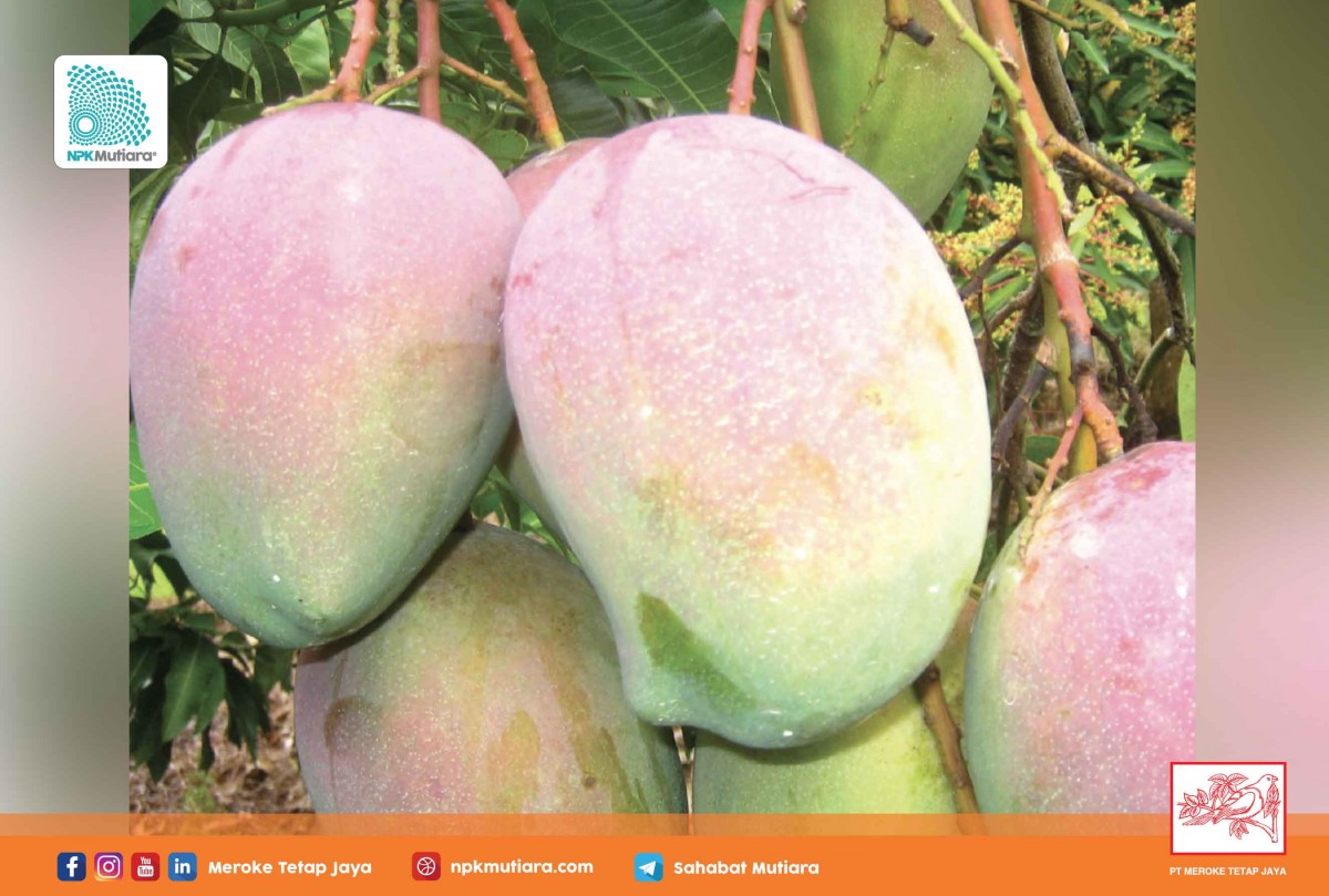 Nutrisi Tepat untuk Mangga - NPK Mutiara - Terpercaya Karena Kualitas