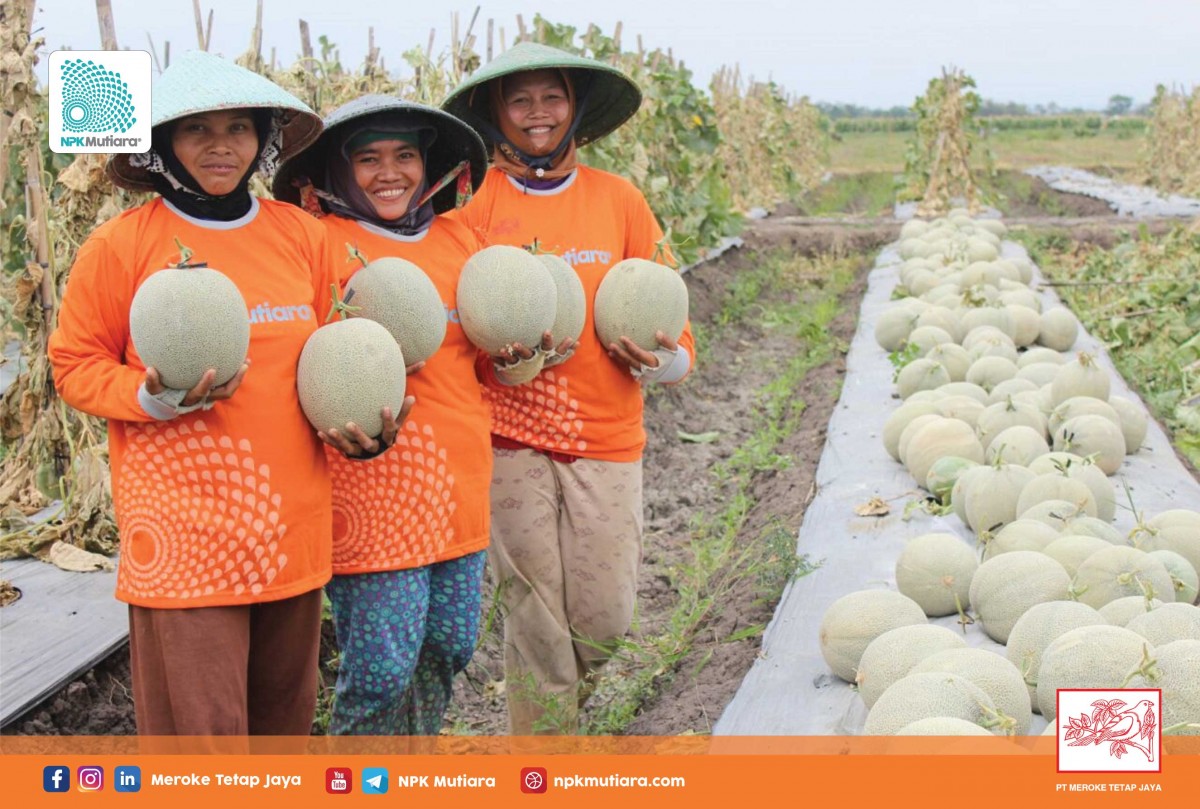 Budidaya Melon - NPK Mutiara - Terpercaya Karena Kualitas