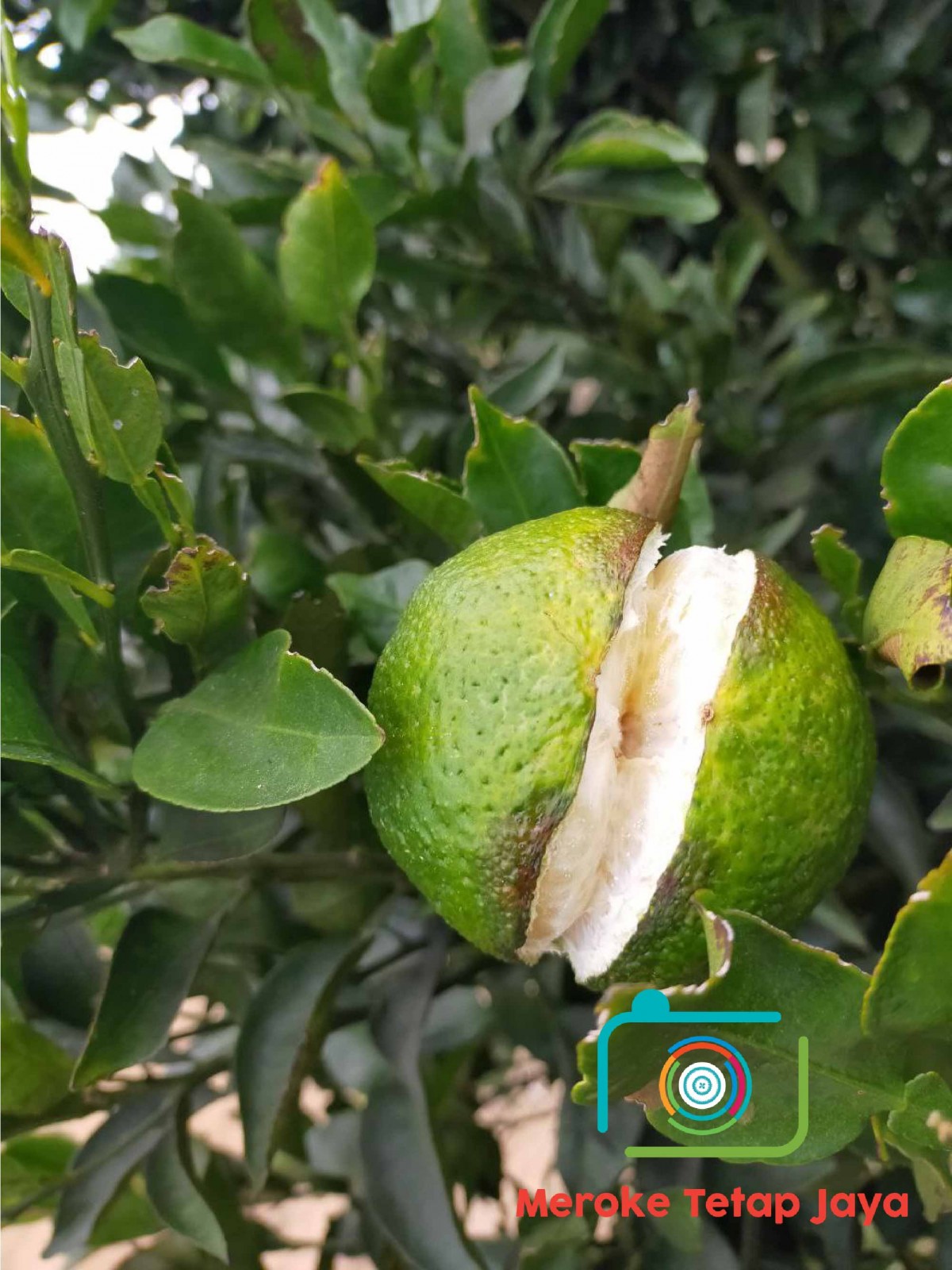 Defisiensi Kalsium - Jeruk - NPK Mutiara - Terpercaya Karena Kualitas