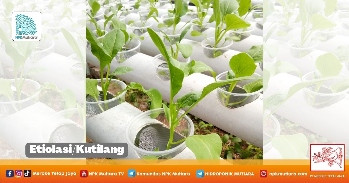Kutilang/Etiolasi Pada Tanaman Hidroponik, Apa Penyebabnya??? - NPK ...