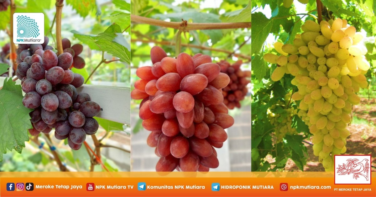 Defisiensi Hara Kalium Pada Tanaman Anggur - NPK Mutiara - Terpercaya ...