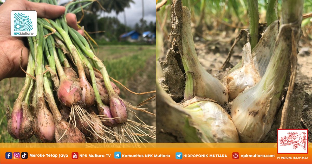 Bawang Batu dari Palu, Renyah, Gurih & Aromanya Khas - NPK Mutiara ...