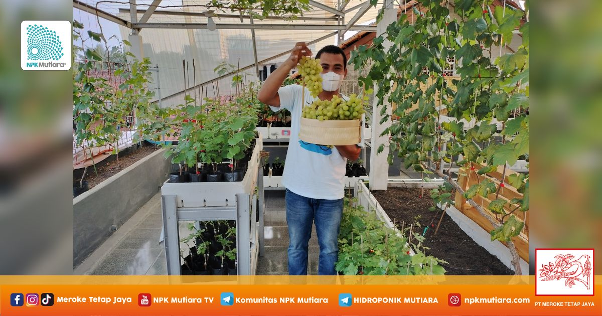 Omzet Puluhan Juta, Tanusi: Petani Millenial Yuk Jadi Peng'anggur'an ...