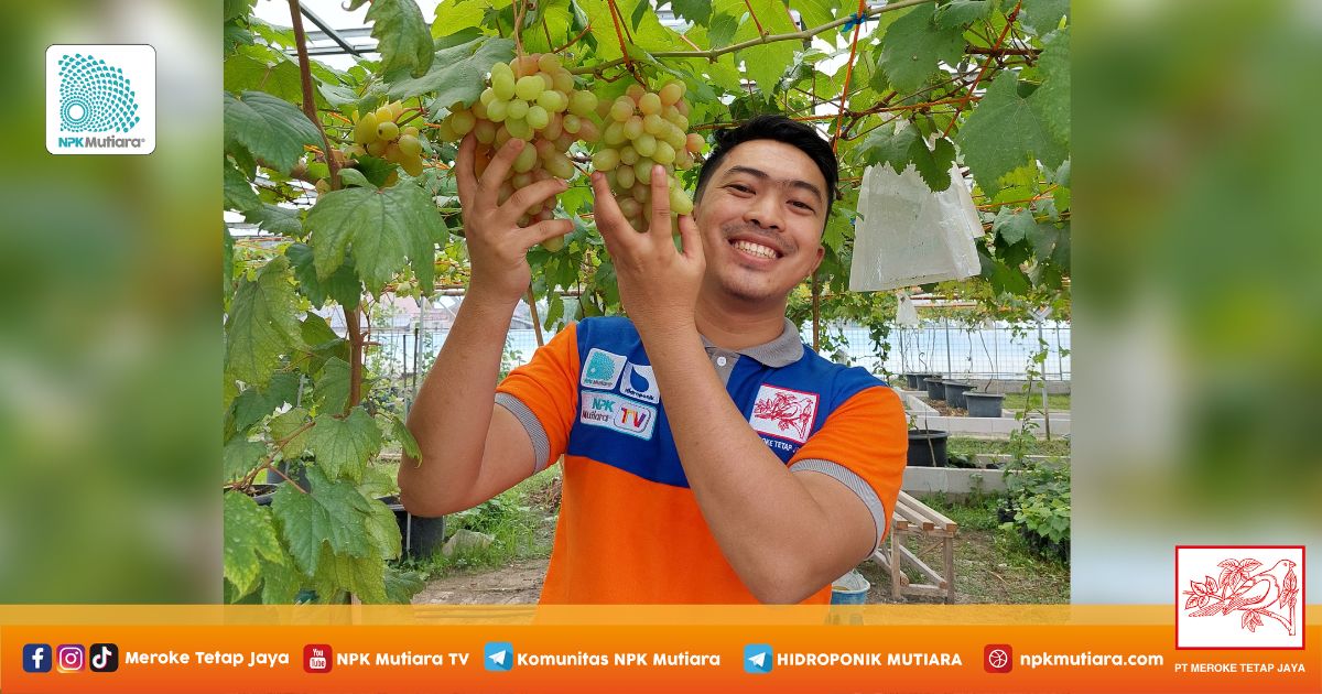 10 Jenis Anggur yang Rekomen Ditanam - NPK Mutiara - Terpercaya Karena ...