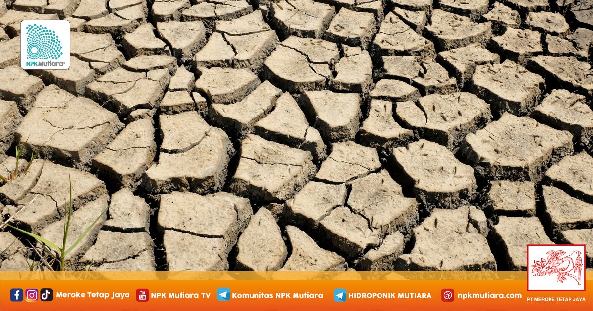 Cara Menyuburkan Tanah Kering Tandus Pertanian - NPK Mutiara ...